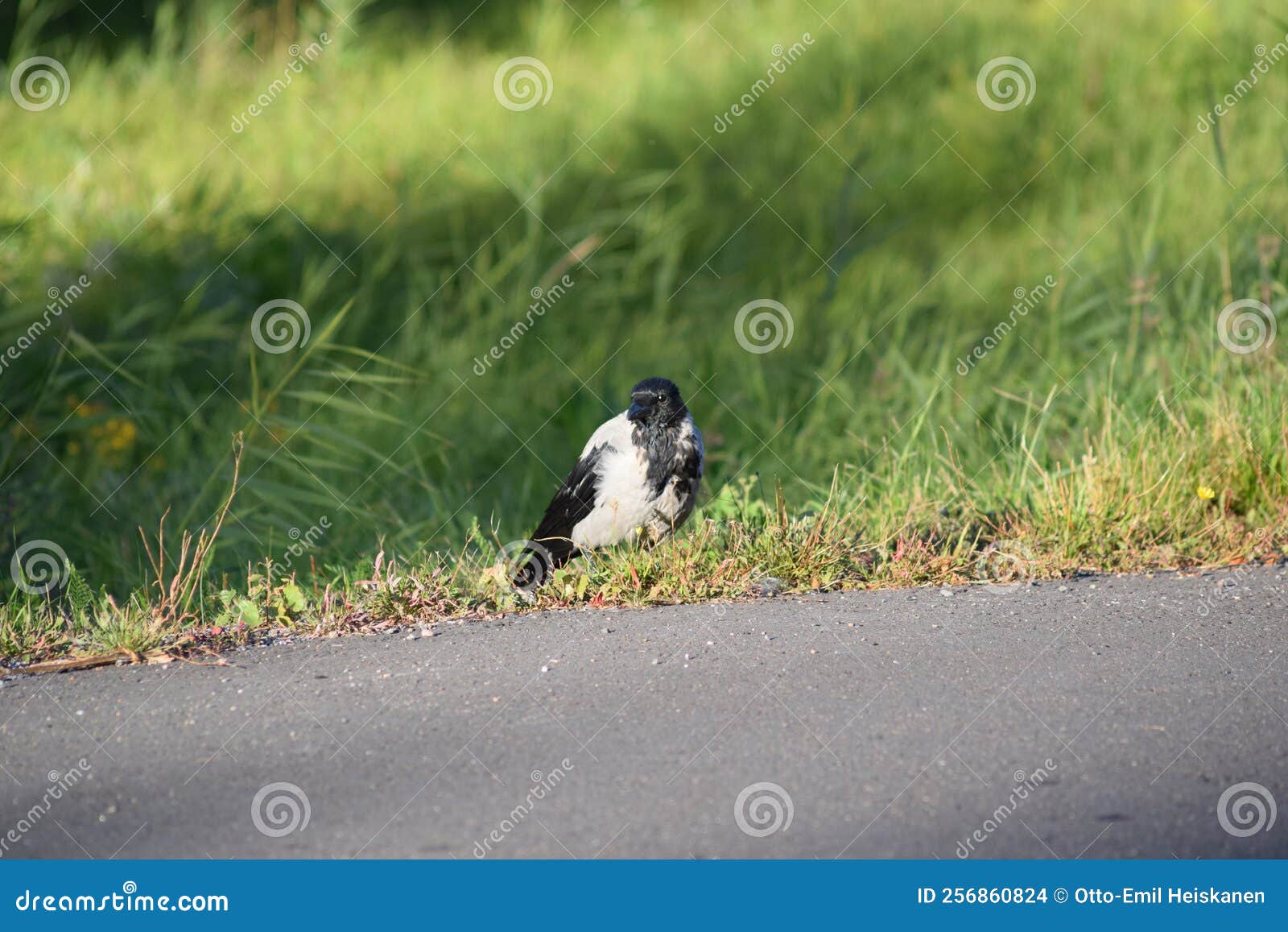 Crow in the side of a road stock photo. Image of plant - 256860824