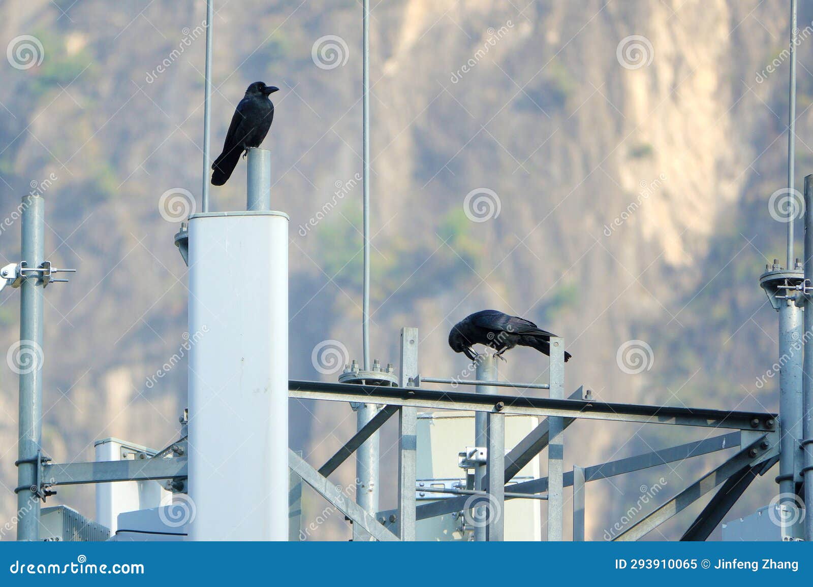 Crow and signal tower stock image. Image of signal, support - 293910065