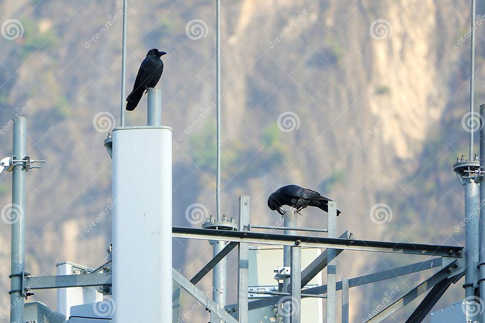 Crow and signal tower stock image. Image of signal, support - 293910065