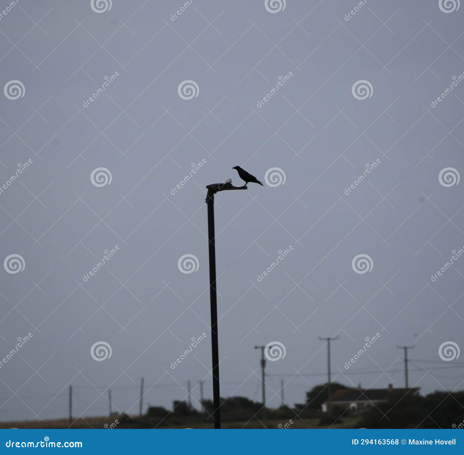 Crow Silhouette on a Lamp Post Stock Photo - Image of wind, morning ...