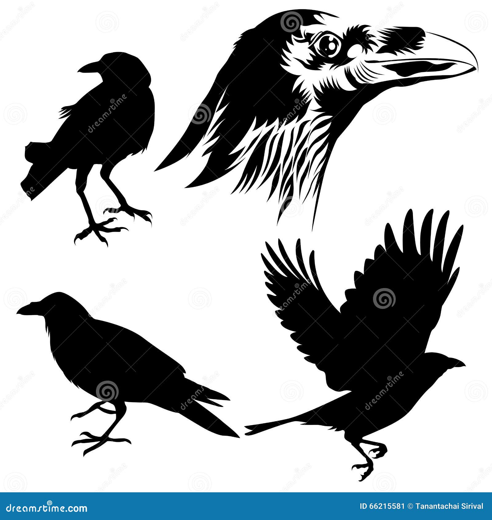Crow Silhouette Cartoon Vector | CartoonDealer.com #66215581