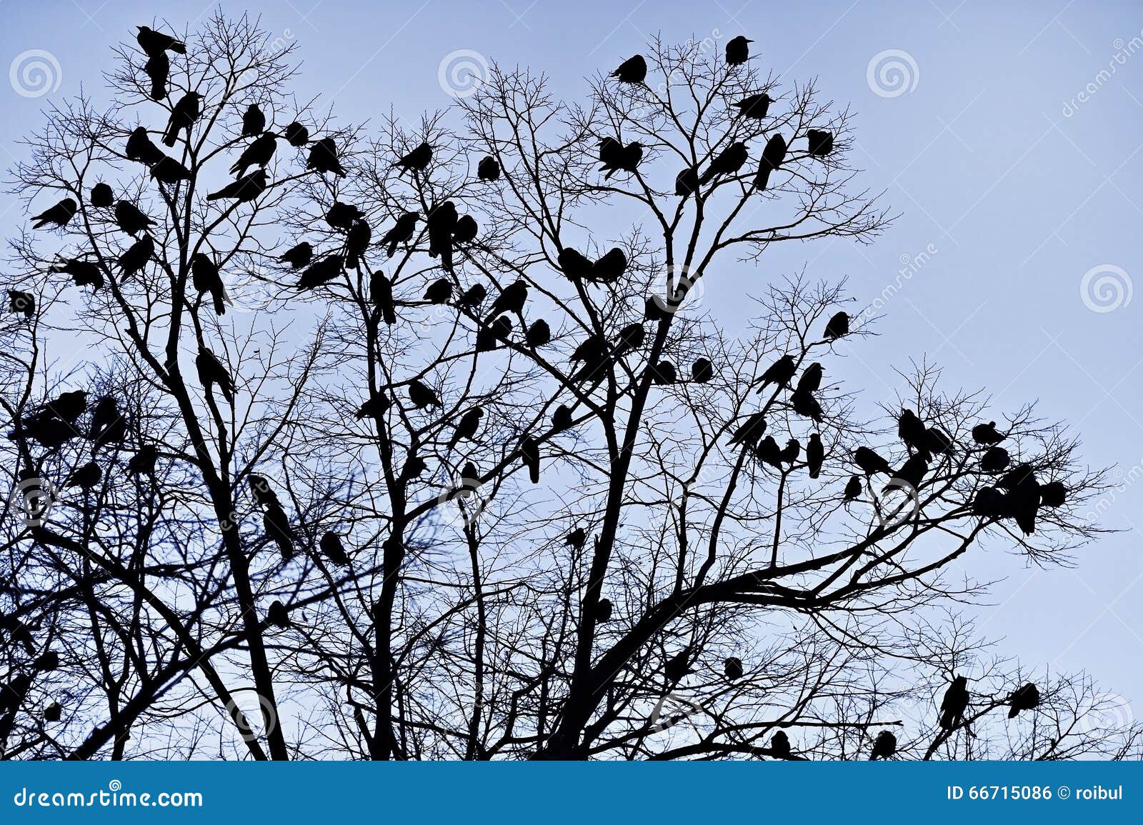 Crow silhouettes at dusk stock photo. Image of outline - 66715086
