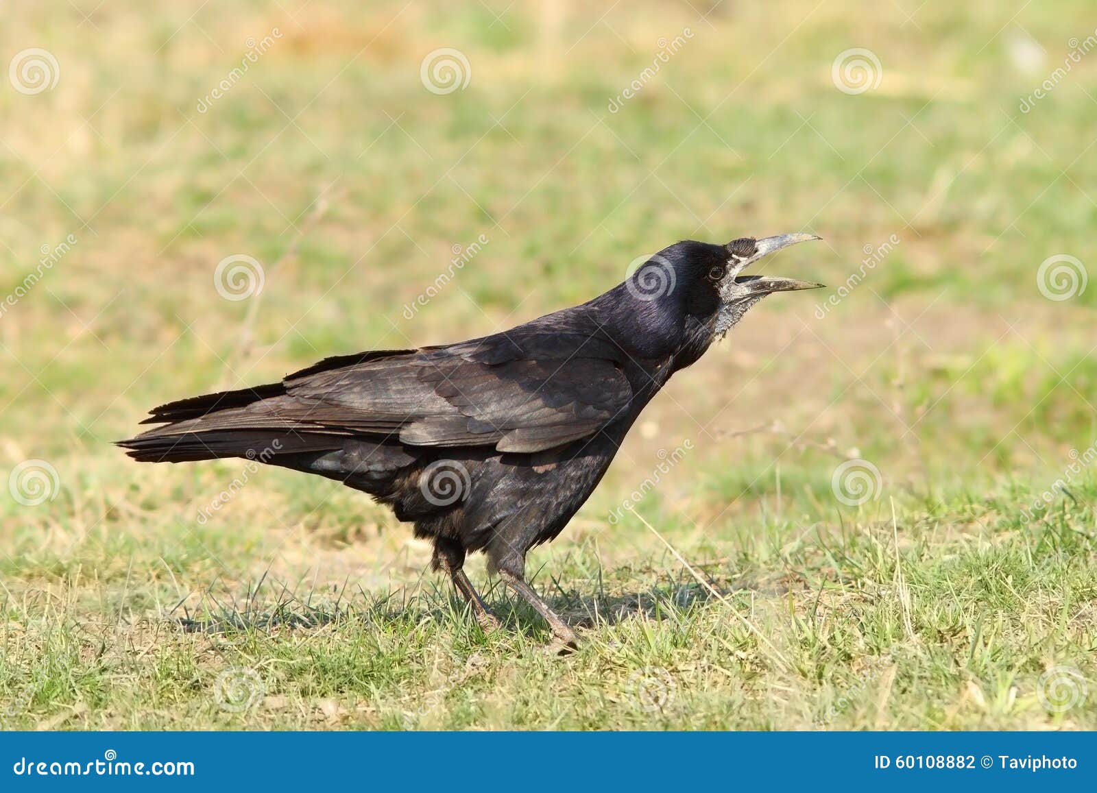 Crow singing on lawn stock photo. Image of birdwatching - 60108882