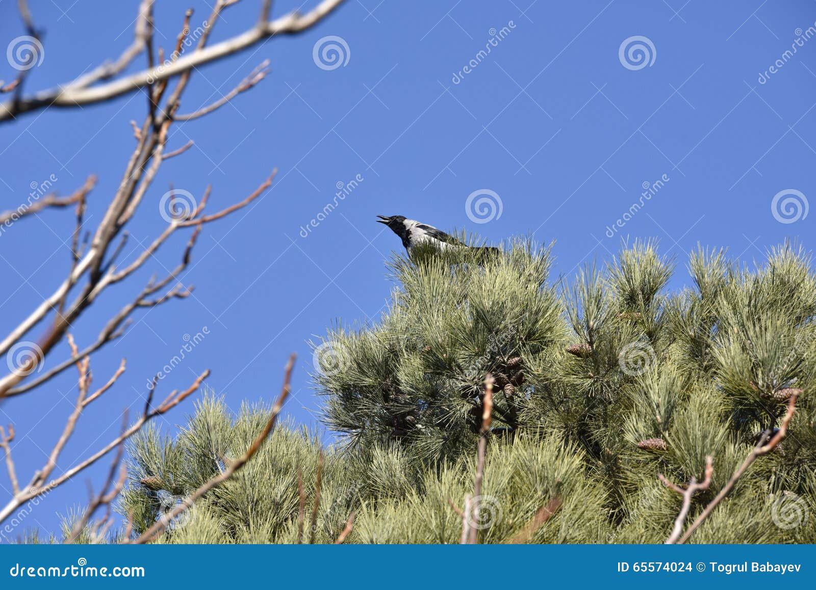 Crow singing on tree stock photo. Image of life, crow - 65574024