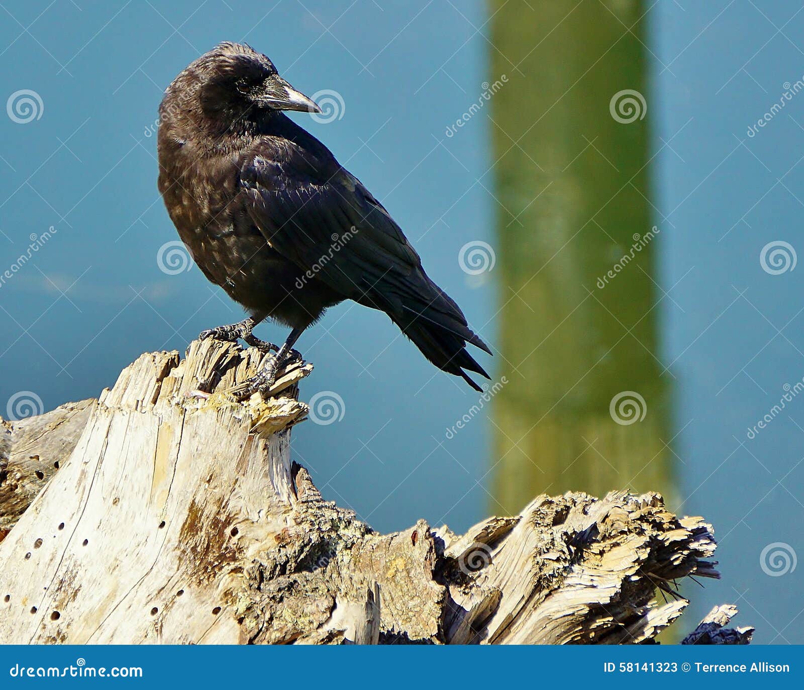 The crow stock image. Image of watching, stump, birds - 58141323