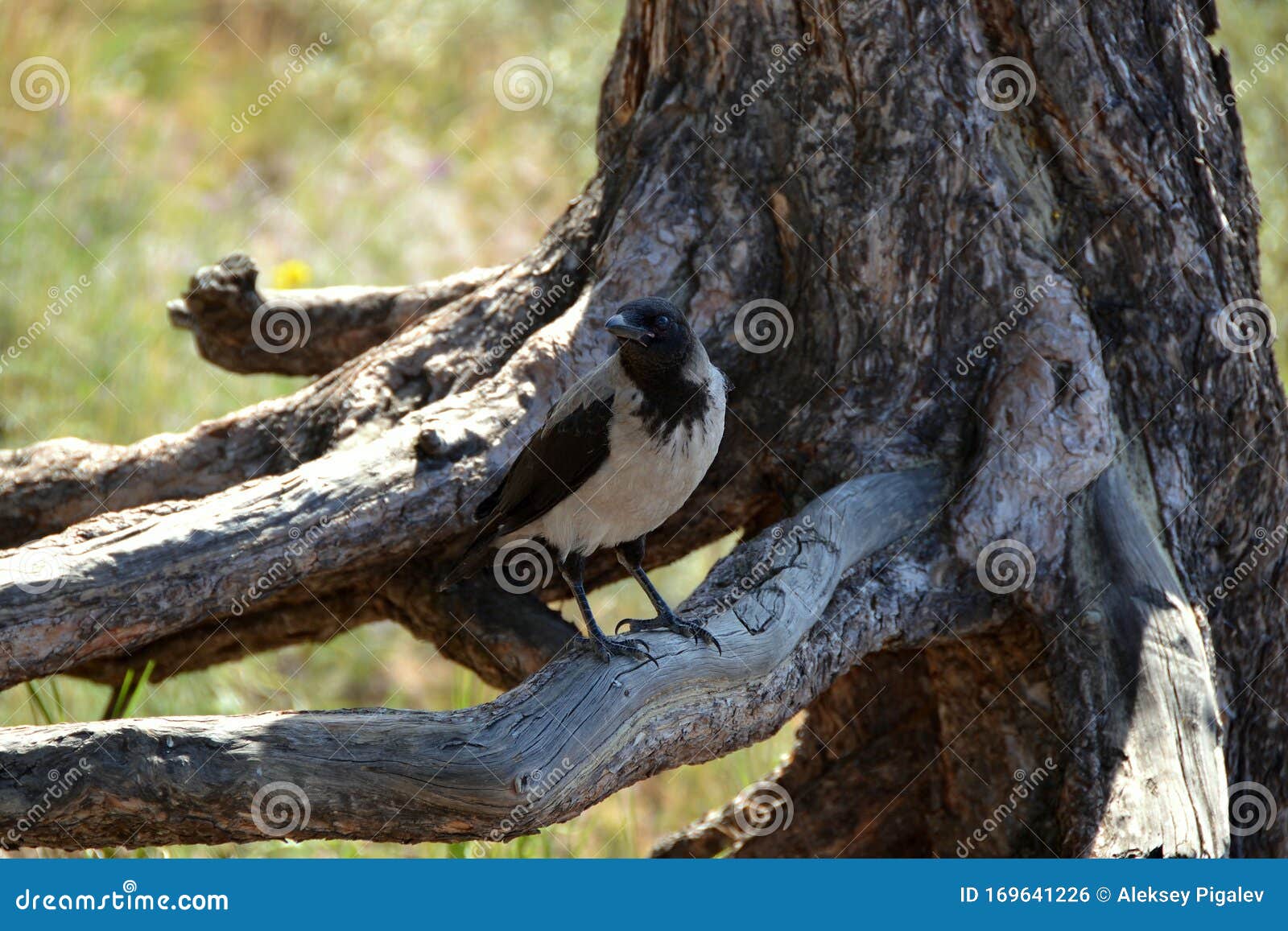 Crow on the Roots of a Pine Tree Stock Photo - Image of environment ...