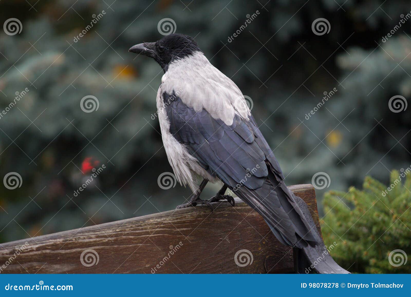 Crow Sits on a Bench in the City Park Stock Photo - Image of feathered ...