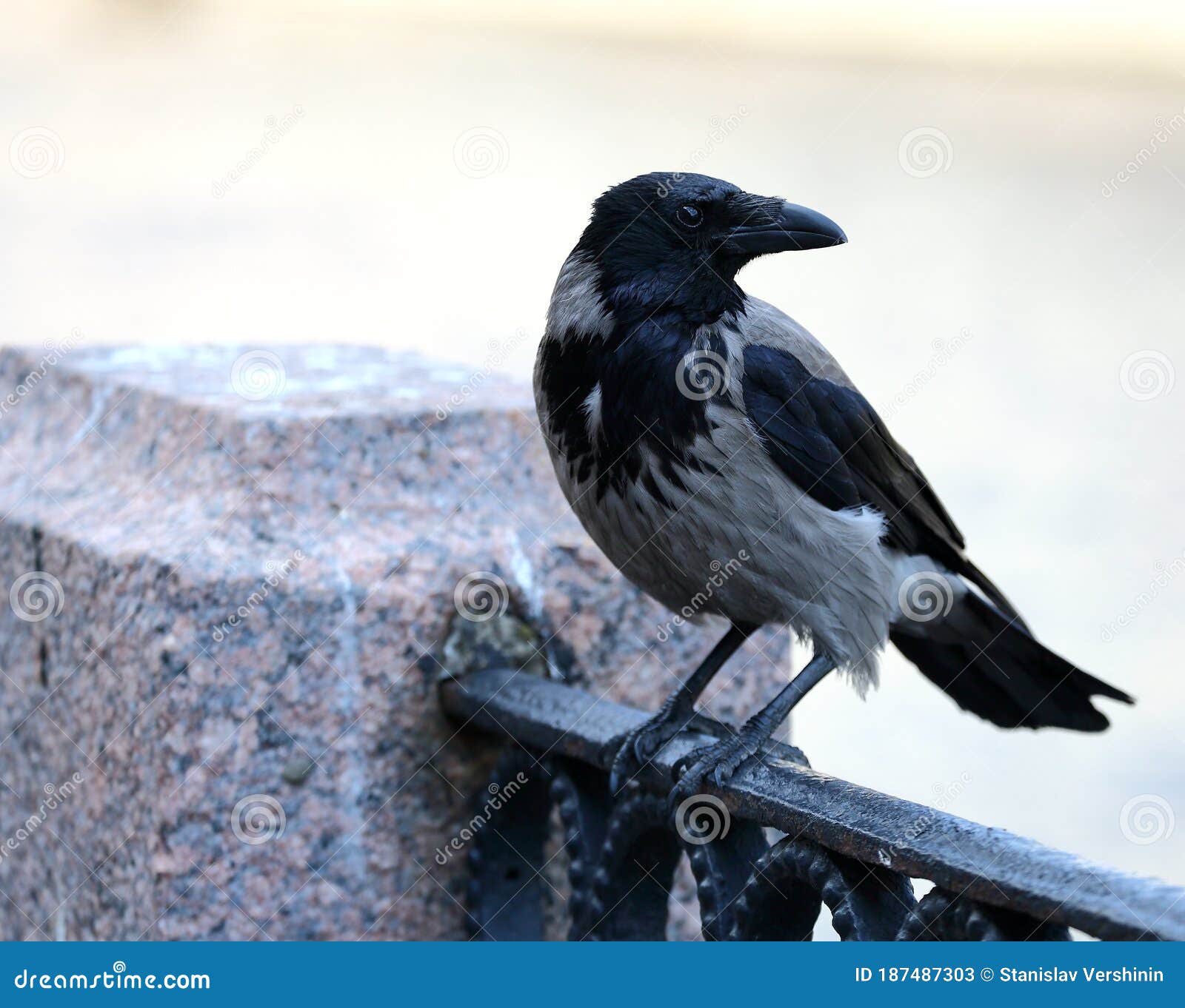 Crow Sits on the Embankment Fence Stock Image - Image of ornithology ...