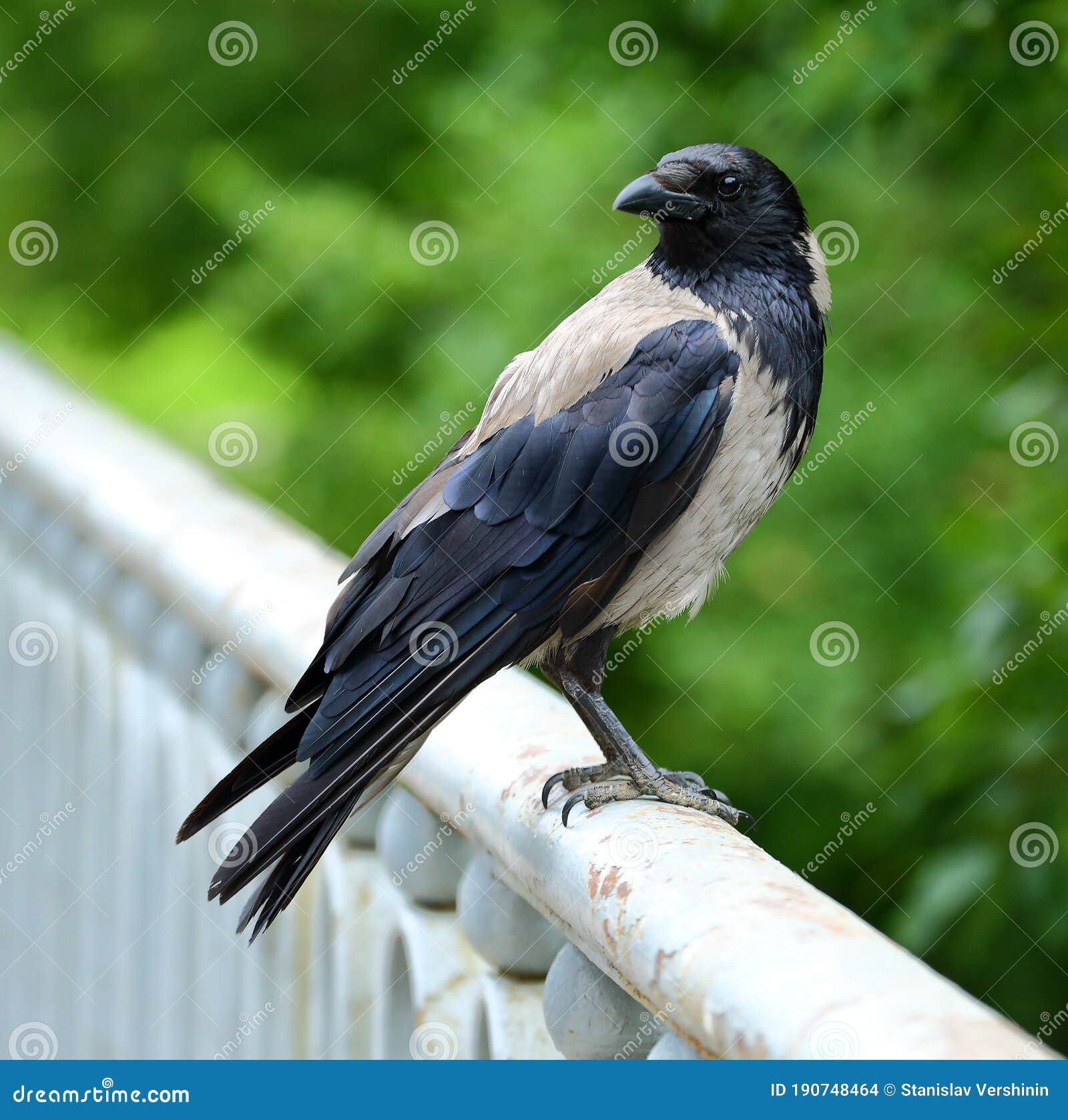Crow Sits on a Grey Metal Railing Stock Photo - Image of metal, crow ...