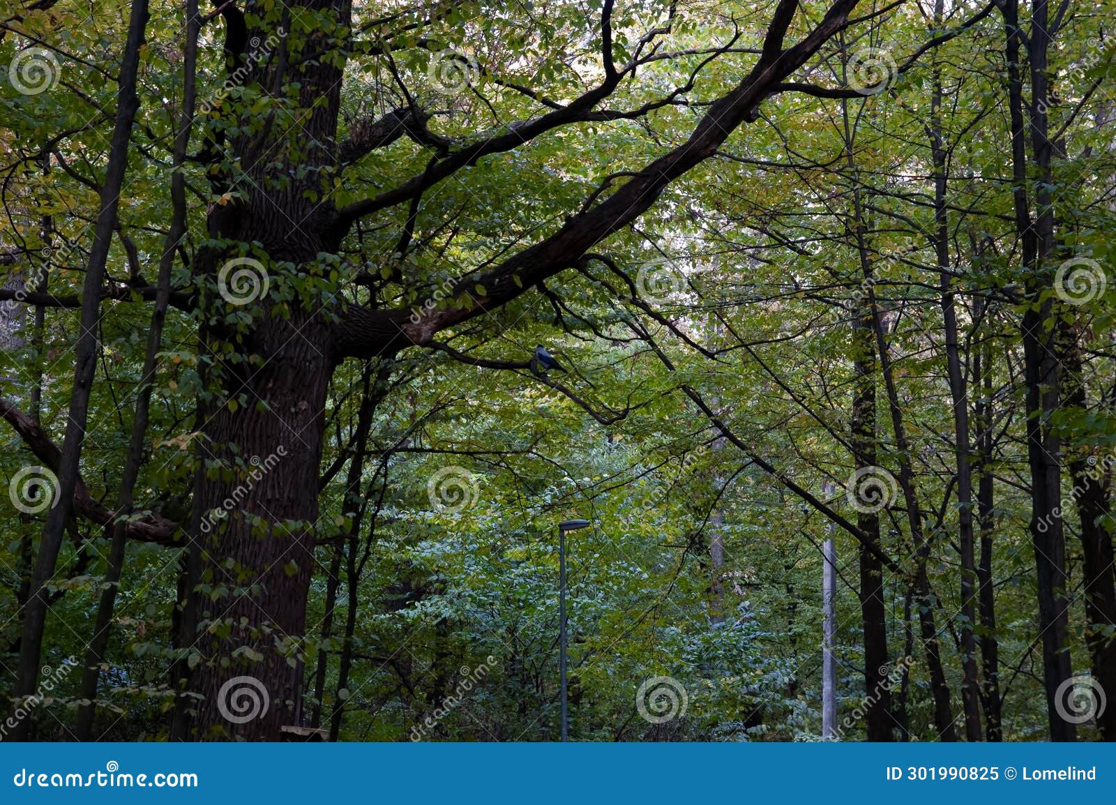 A Crow Sits on an Oak Branch in the Park Stock Image - Image of flora ...