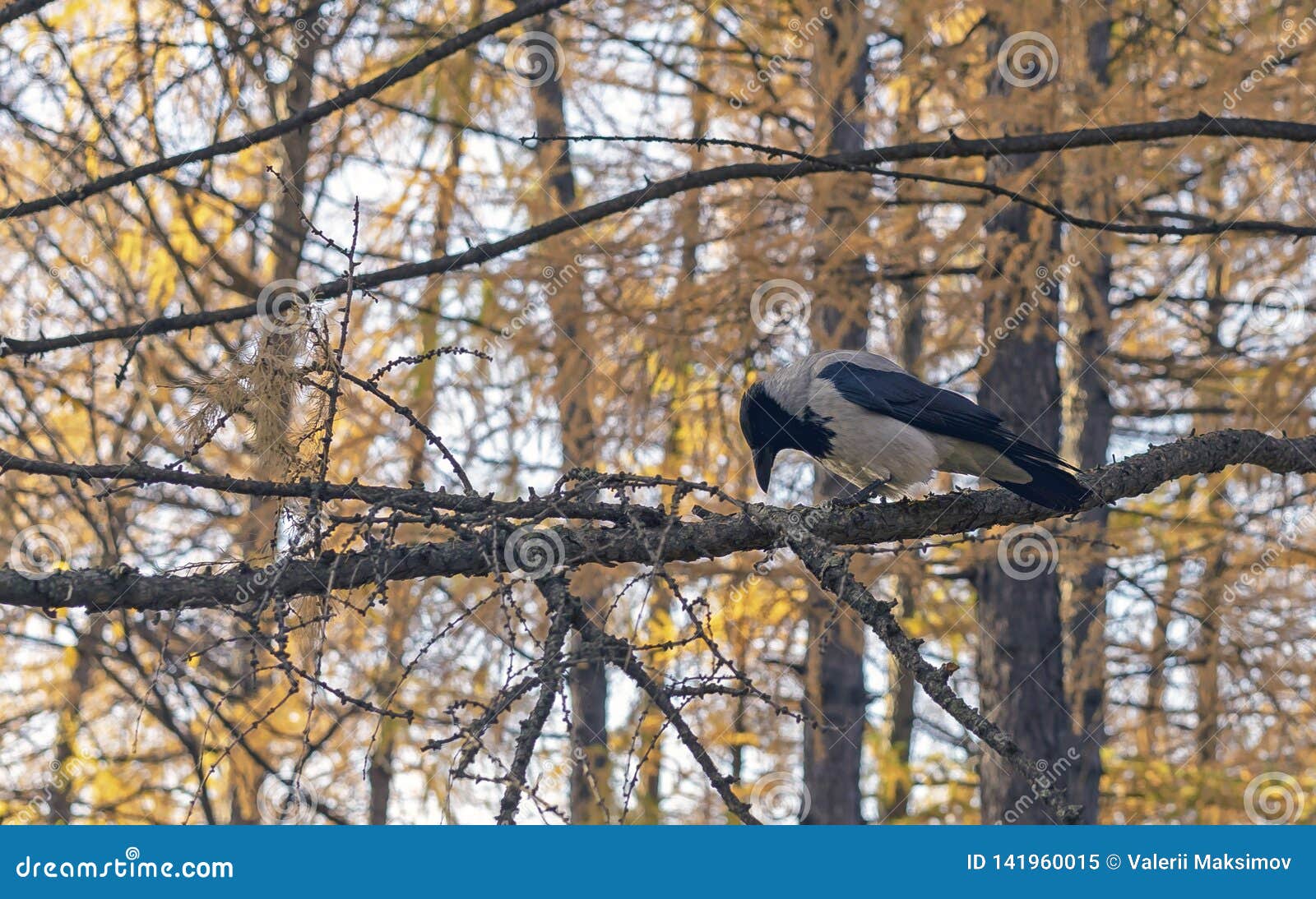 A Crow Sits on a Tree Branch in the Autumn Forest Stock Image - Image ...