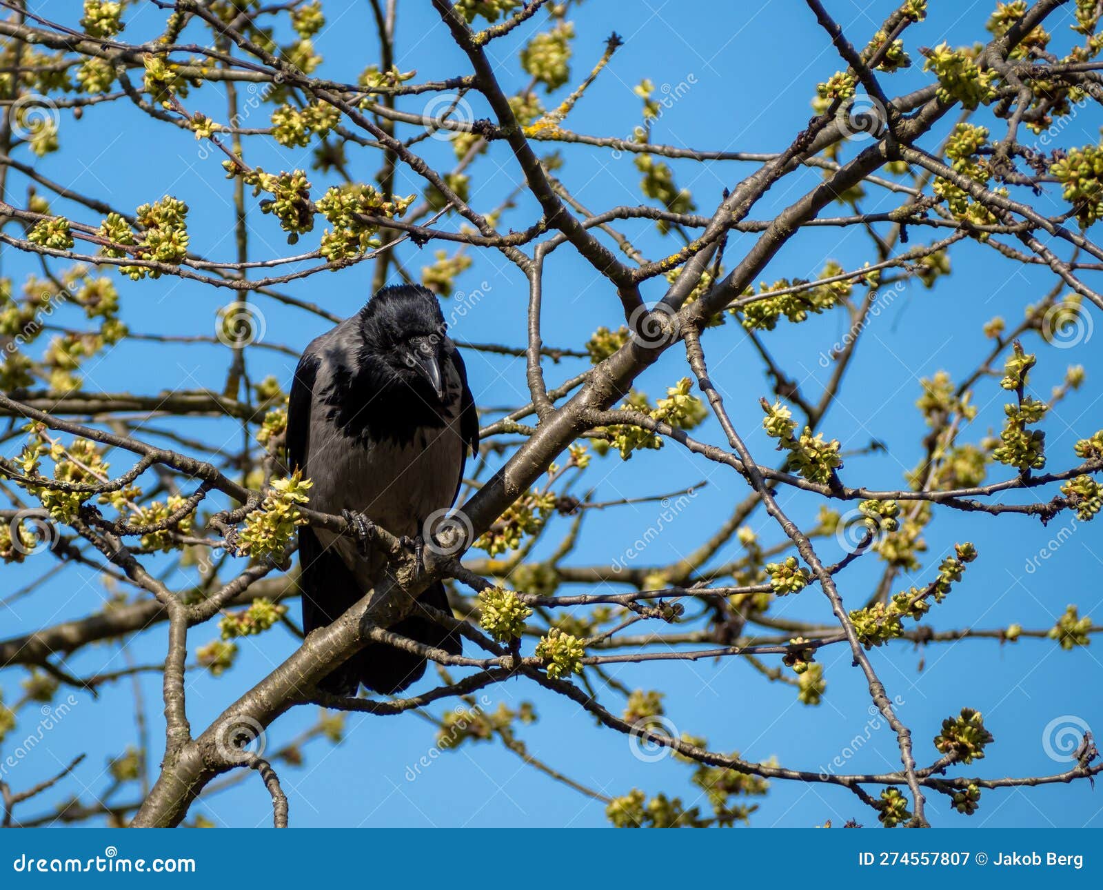 The Crow Sits on a Tree Branch. Stock Image - Image of avian ...