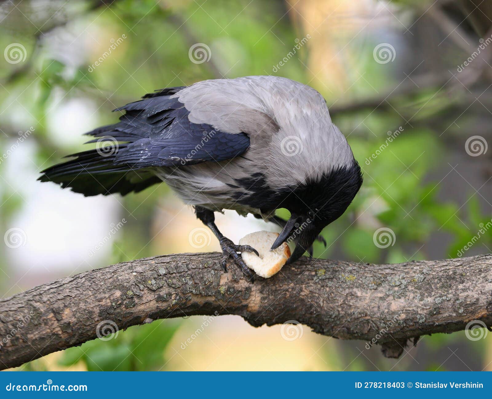 Crow Sits on a Tree Branch and Pecks a Piece of Bread Stock Image ...