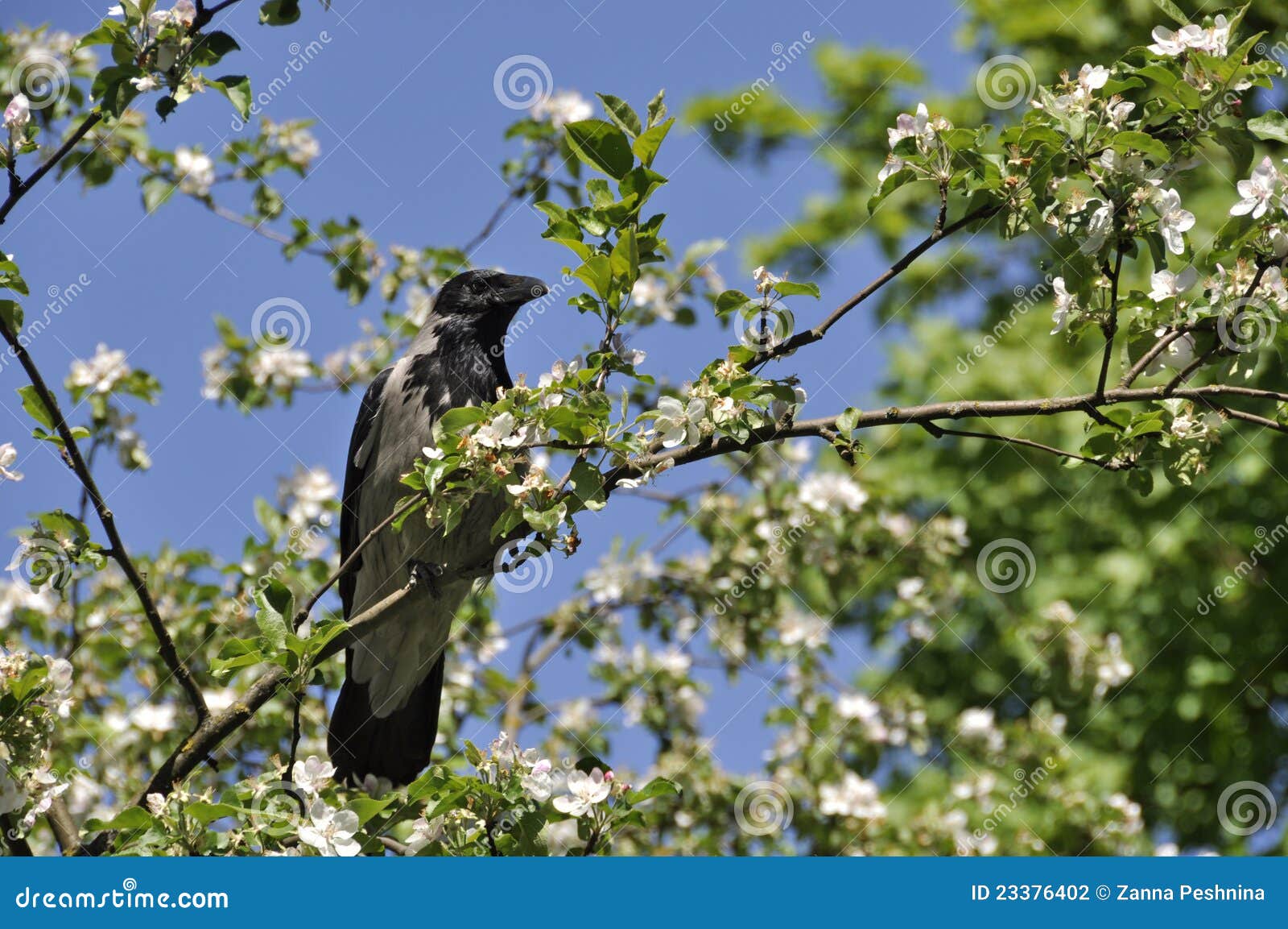 Crow Sitting On Apple Tree Stock Photo | CartoonDealer.com #23376402