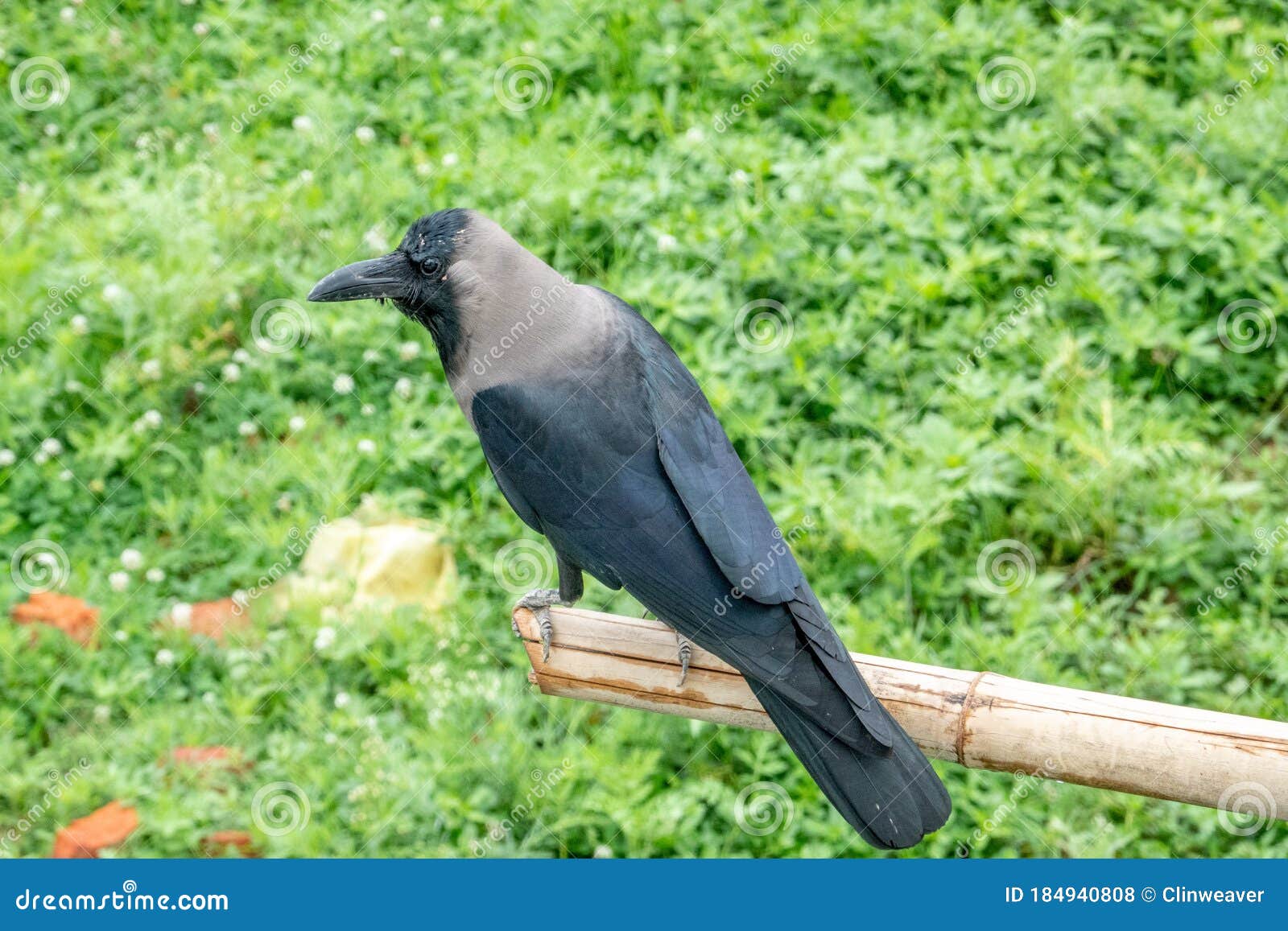 Crow Sitting on a Bamboo Pole Stock Photo - Image of nature, sitting ...
