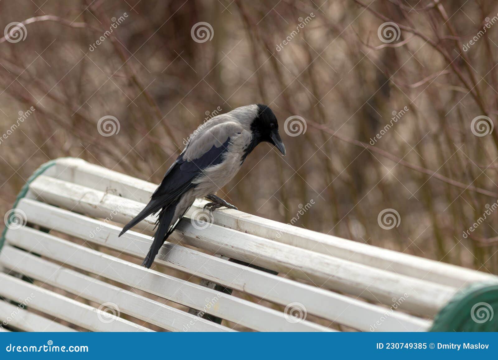 Crow sitting on a bench stock image. Image of plant - 230749385