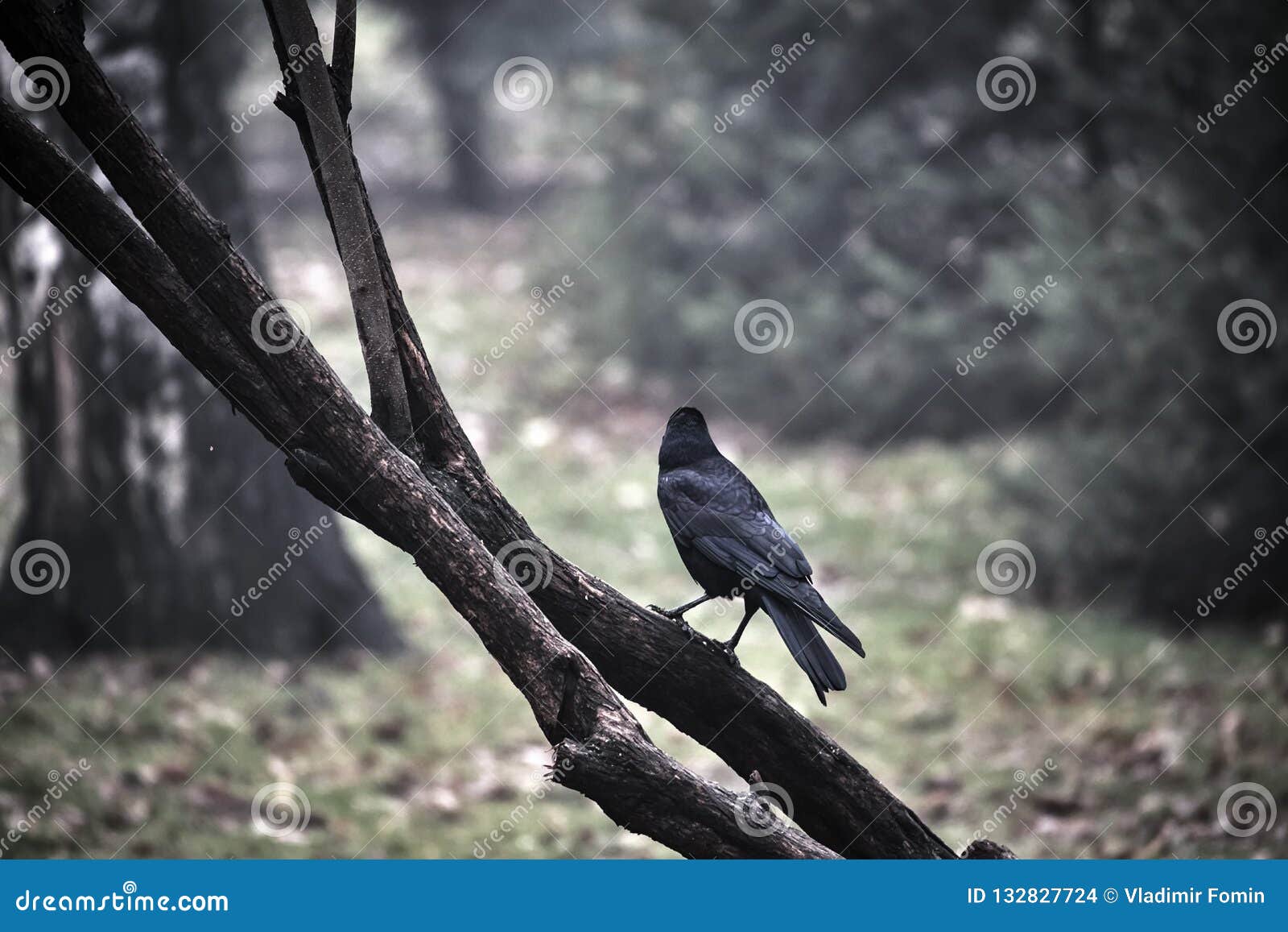 Crow sitting on a branch. stock photo. Image of fall - 132827724