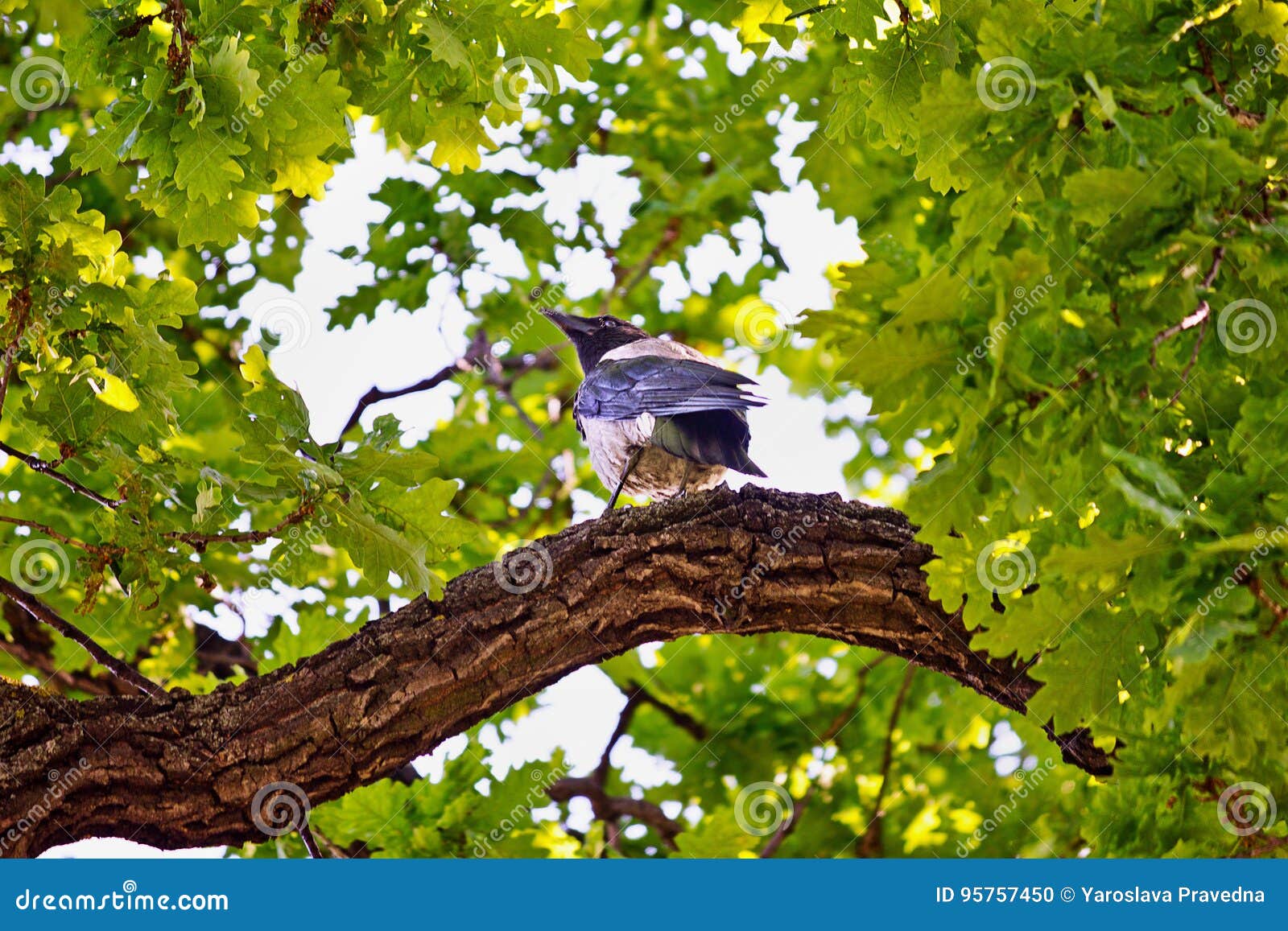 Crow stock photo. Image of outdoors, wild, nature, closeup - 95757450