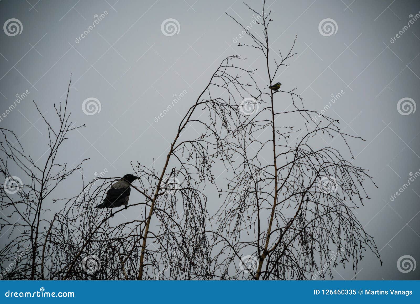 Crow Sitting in the Branches of the Tree Stock Image - Image of ...