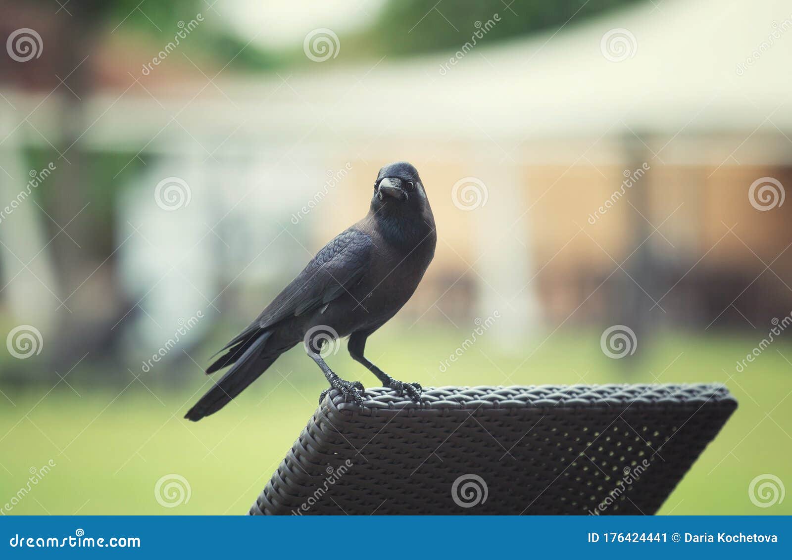 Crow sitting on a chair stock image. Image of bird, beautiful - 176424441