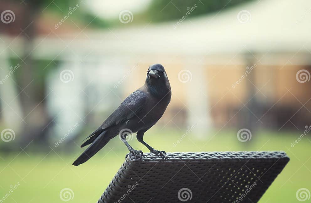 Crow sitting on a chair stock image. Image of bird, beautiful - 176424441