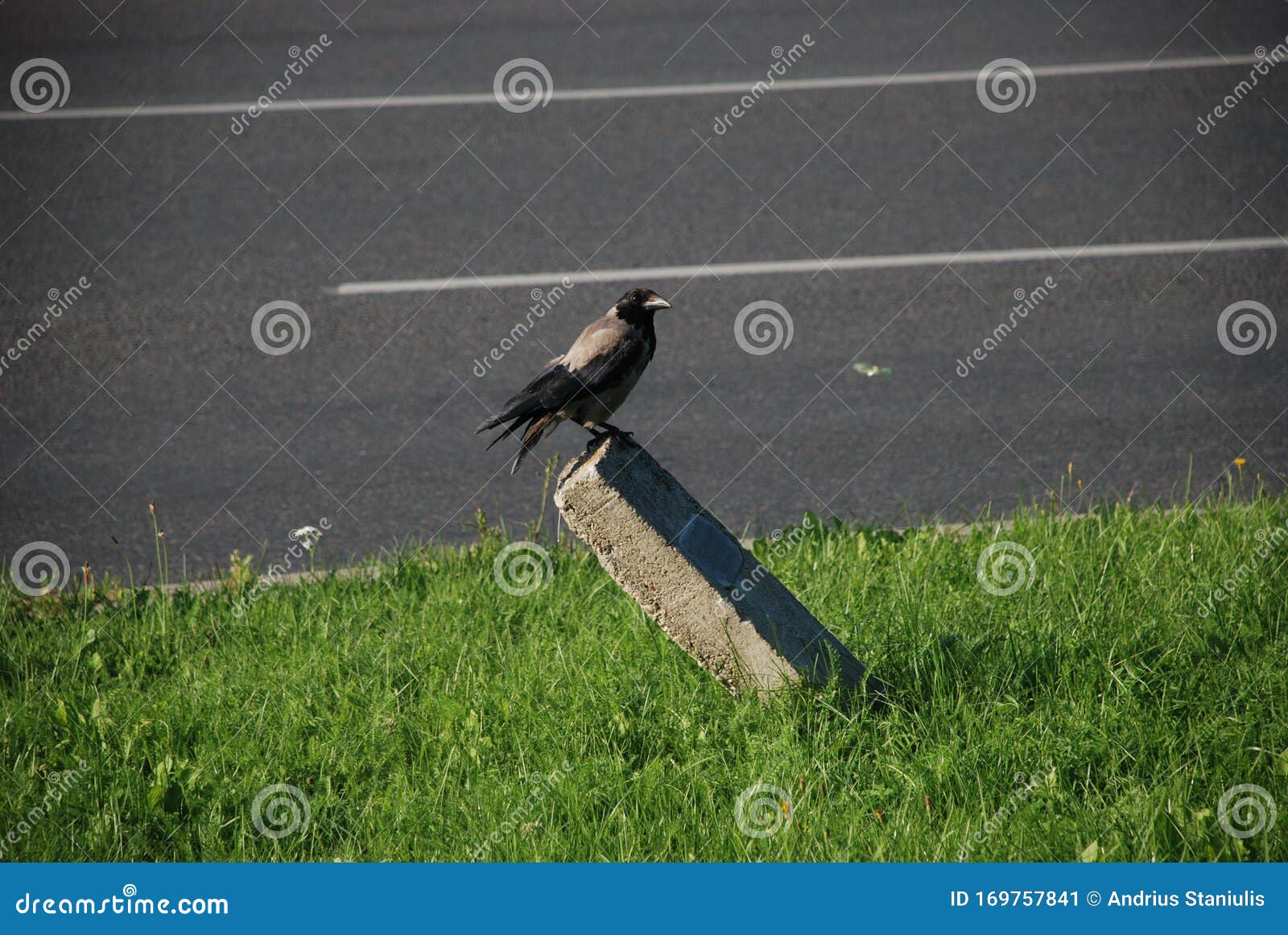 Crow Sitting on the Concrete Pillar. Stock Image - Image of called ...