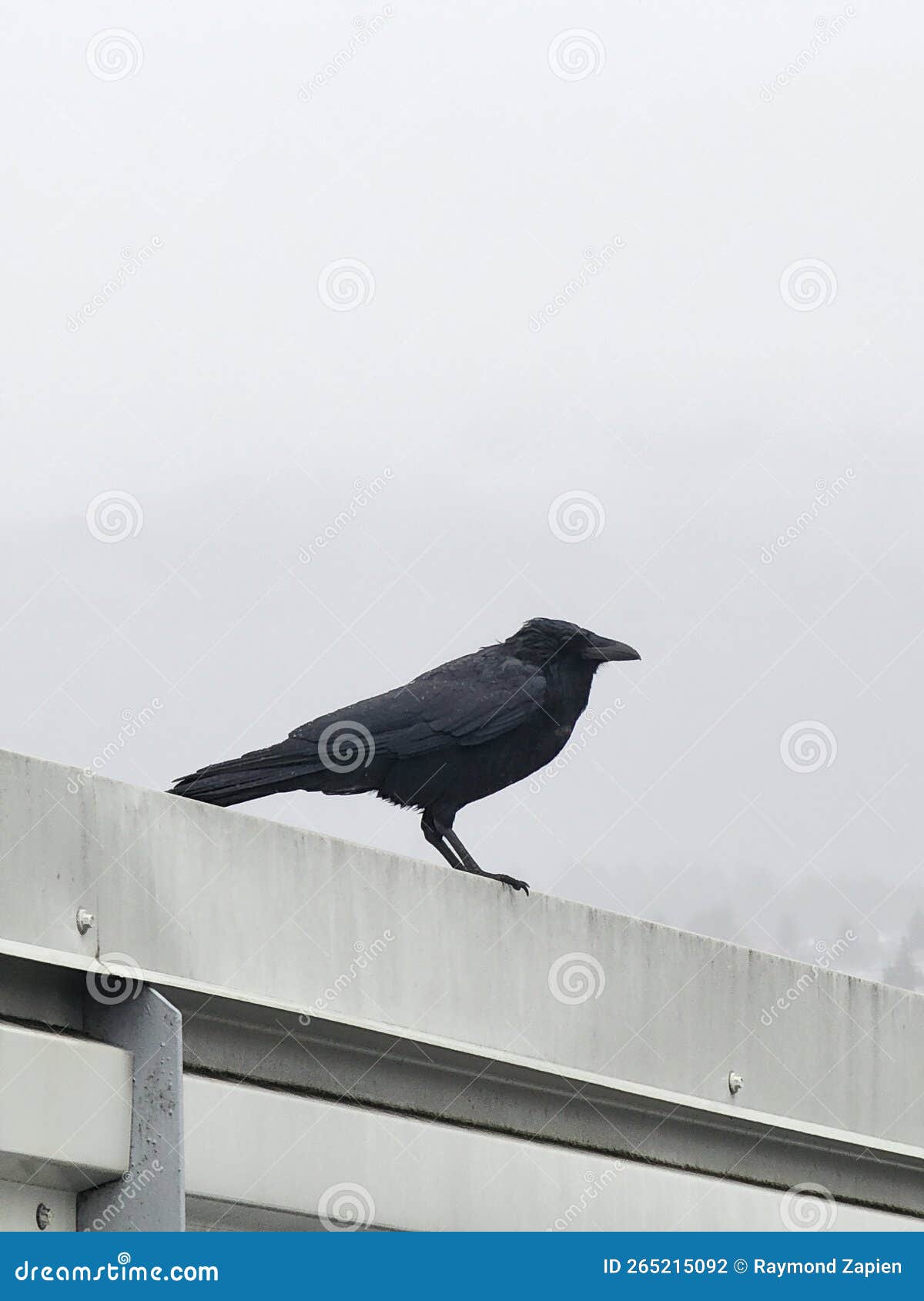 Crow Sitting on Concrete Wall on an Overcast Day Stock Photo - Image of ...