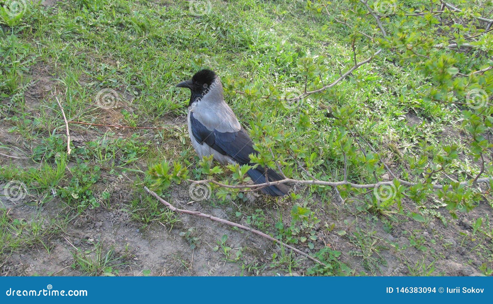 Crow sitting on the grass stock photo. Image of grey - 146383094