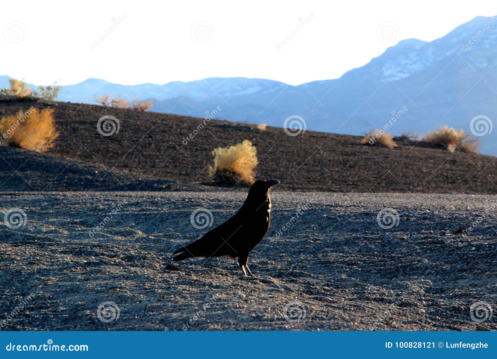 A Crow Sitting on the Ground of Death Valley, Looking at the Desert ...