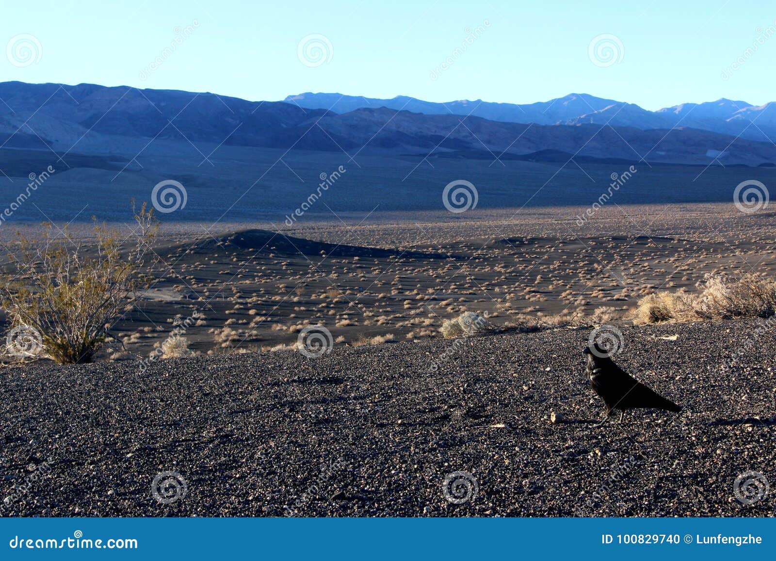 A Crow Sitting on the Ground of Death Valley, Looking at the Desert ...
