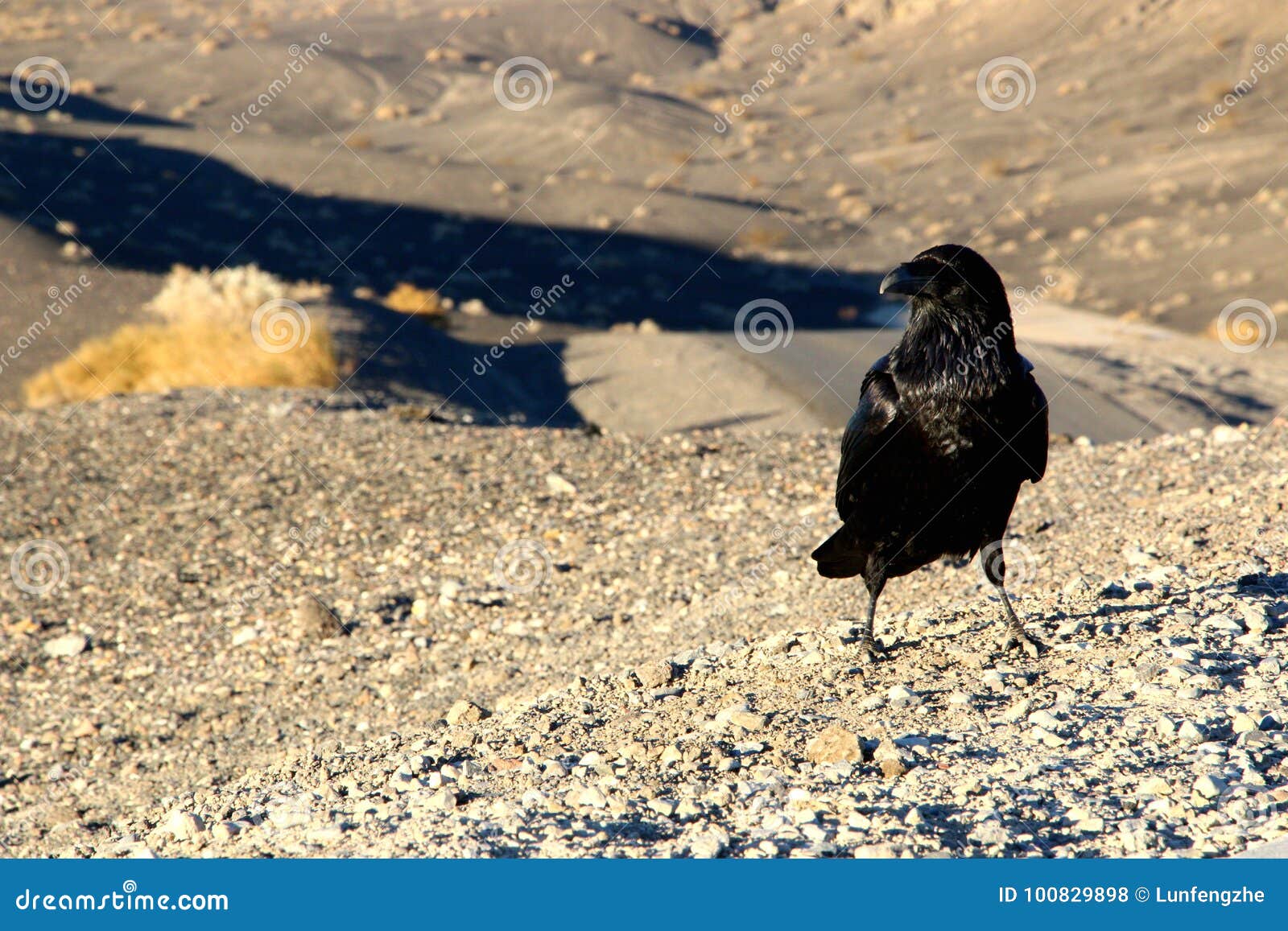 A Crow Sitting on the Ground of Death Valley, Looking at the Desert ...