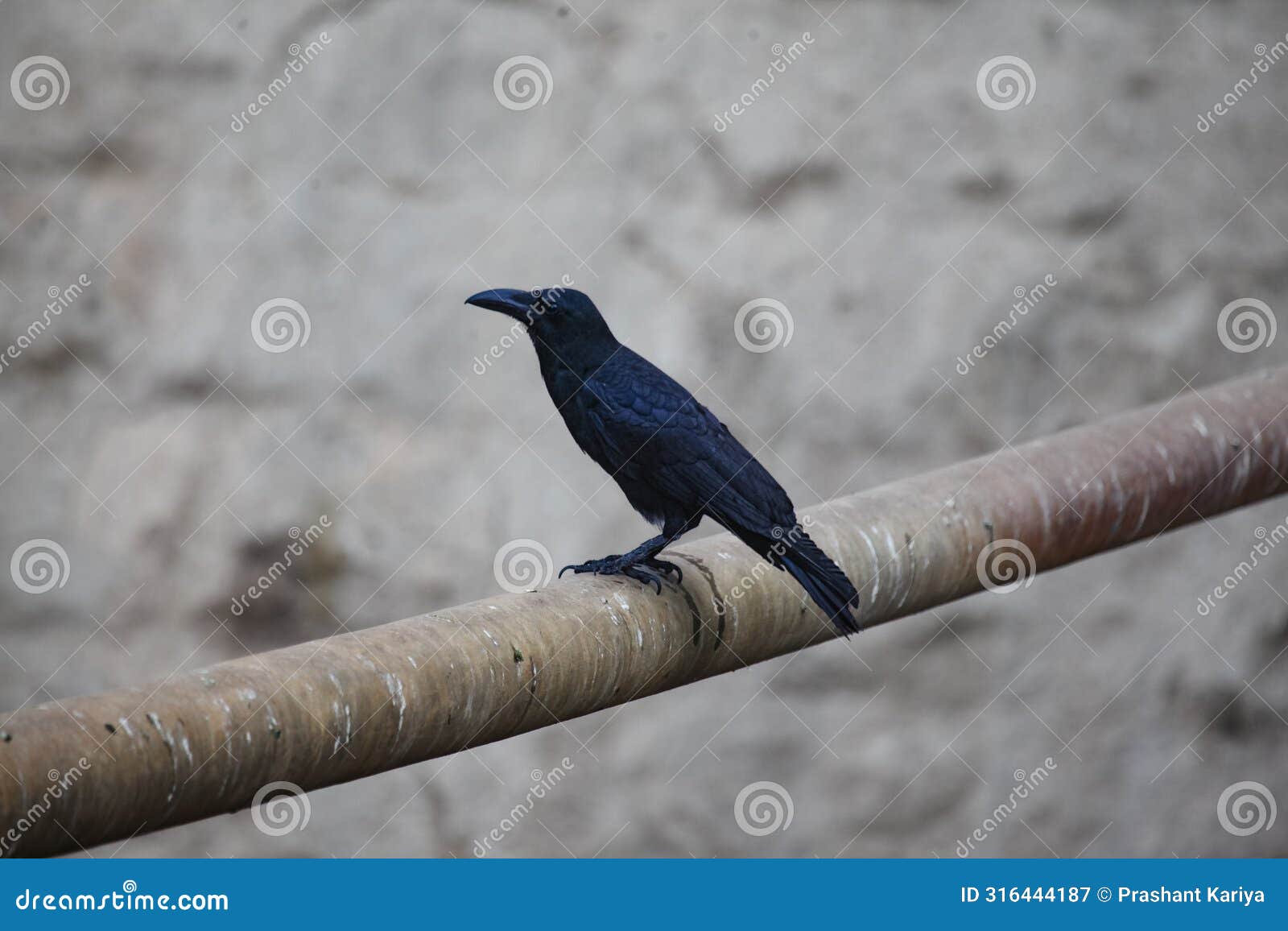 Crow sitting on metla pipe stock image. Image of finch - 316444187