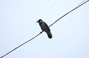 Crow is Sitting on a Power Line Wire Stock Photo - Image of raven ...