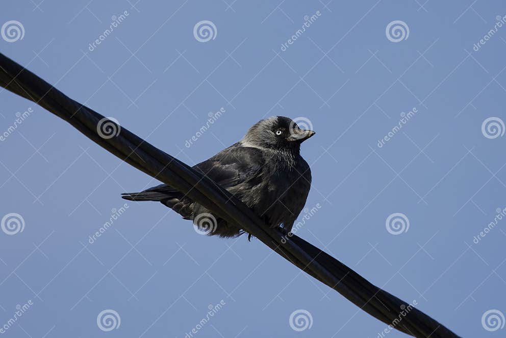 A Crow Sitting on a Power Wire Stock Photo - Image of feather ...
