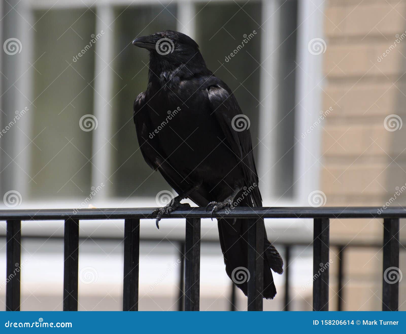Crow Sitting on Railing stock photo. Image of black - 158206614