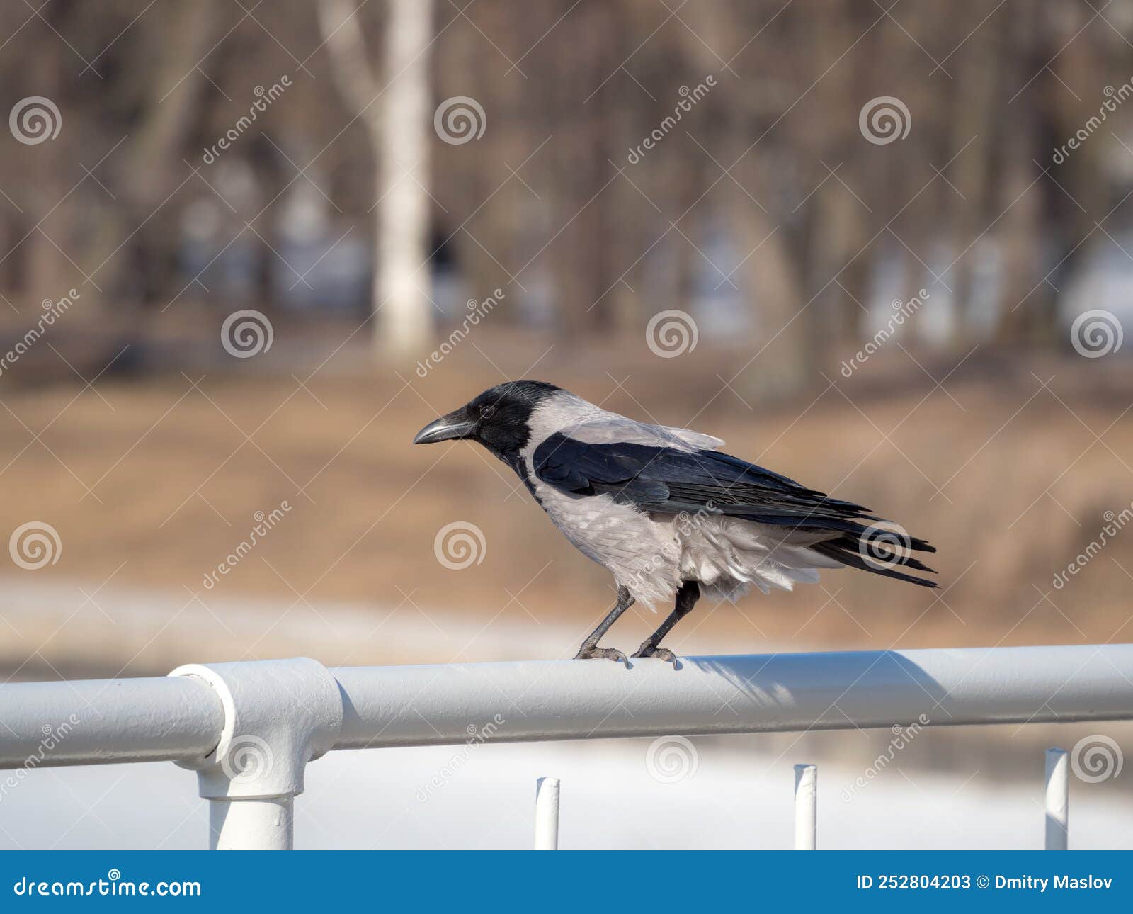 Crow sitting on a railing stock image. Image of animal - 252804203