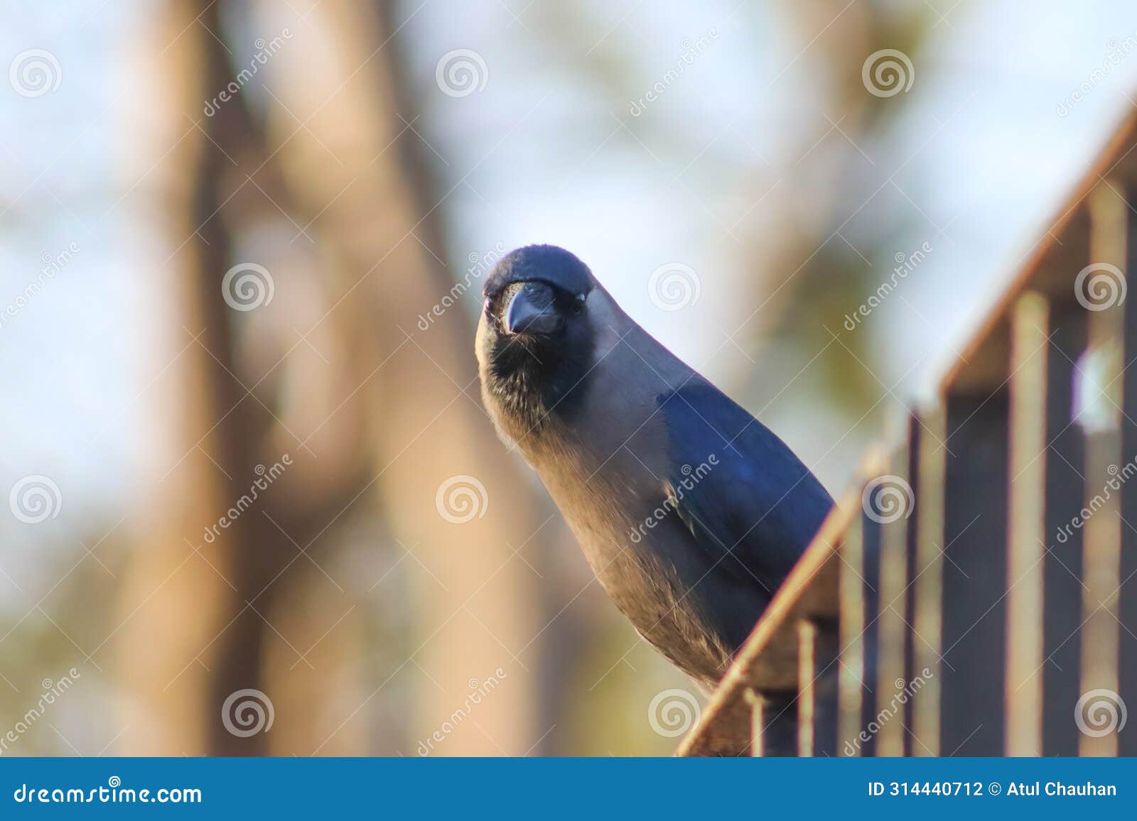Crow Sitting on the Road Side Railing and Closeup Face Stock Photo ...