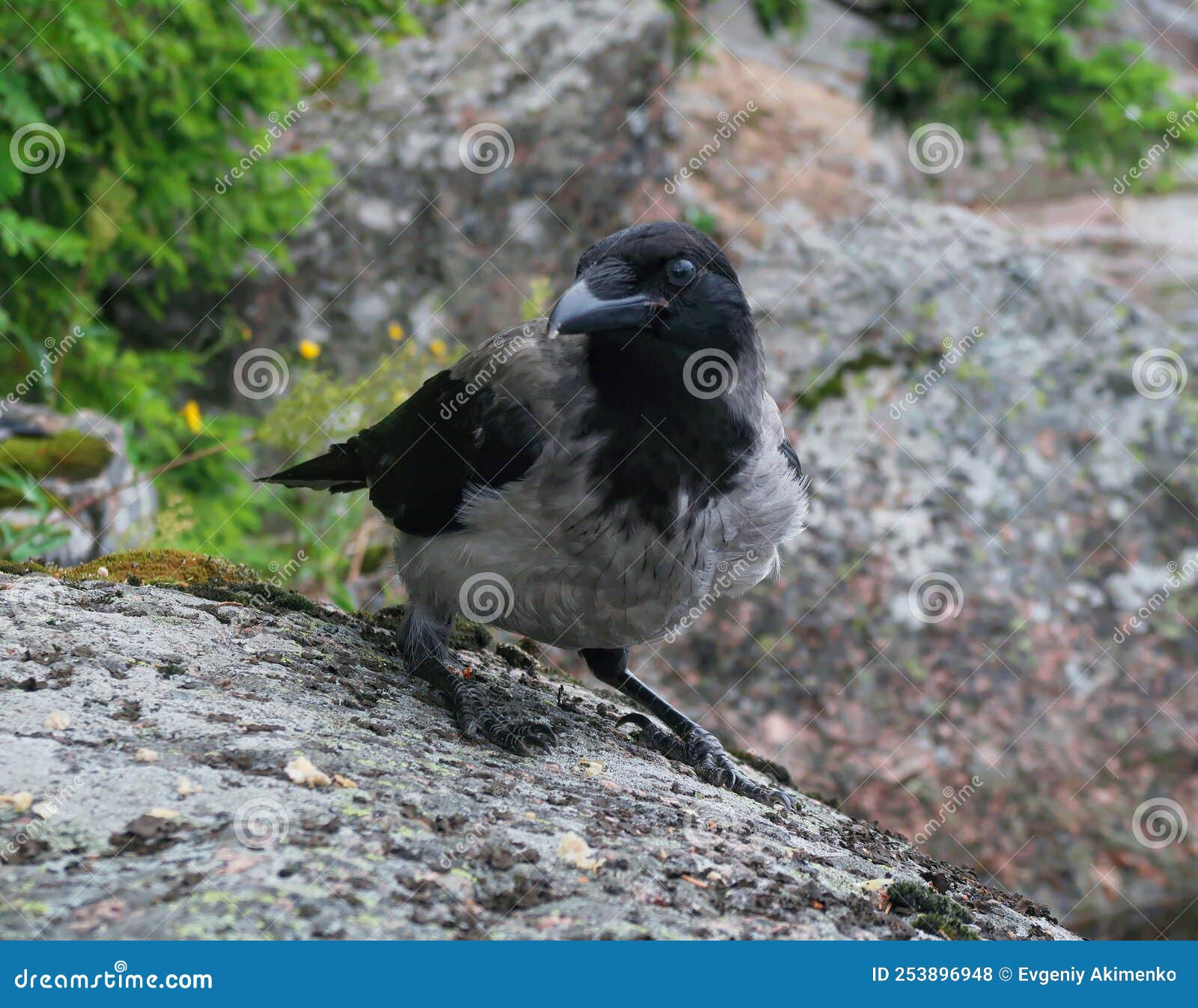 Crow sitting on a rock stock photo. Image of bird, sitting - 253896948