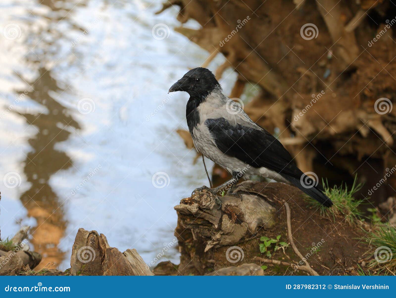 Crow is Sitting on the Roots of a Tree on the Bank of the River Stock ...