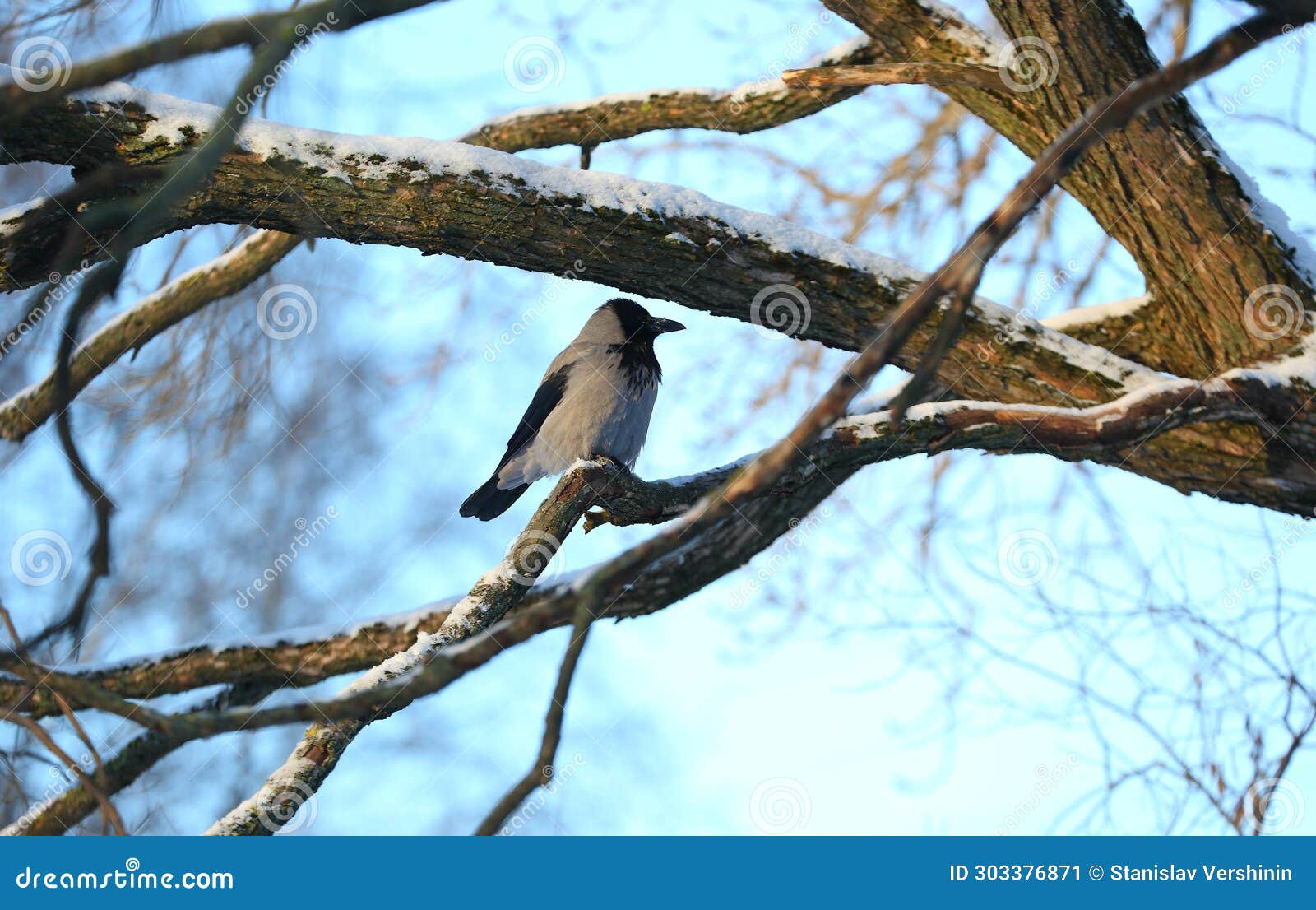Crow is Sitting on a Snow-covered Tree Branch Stock Image - Image of ...