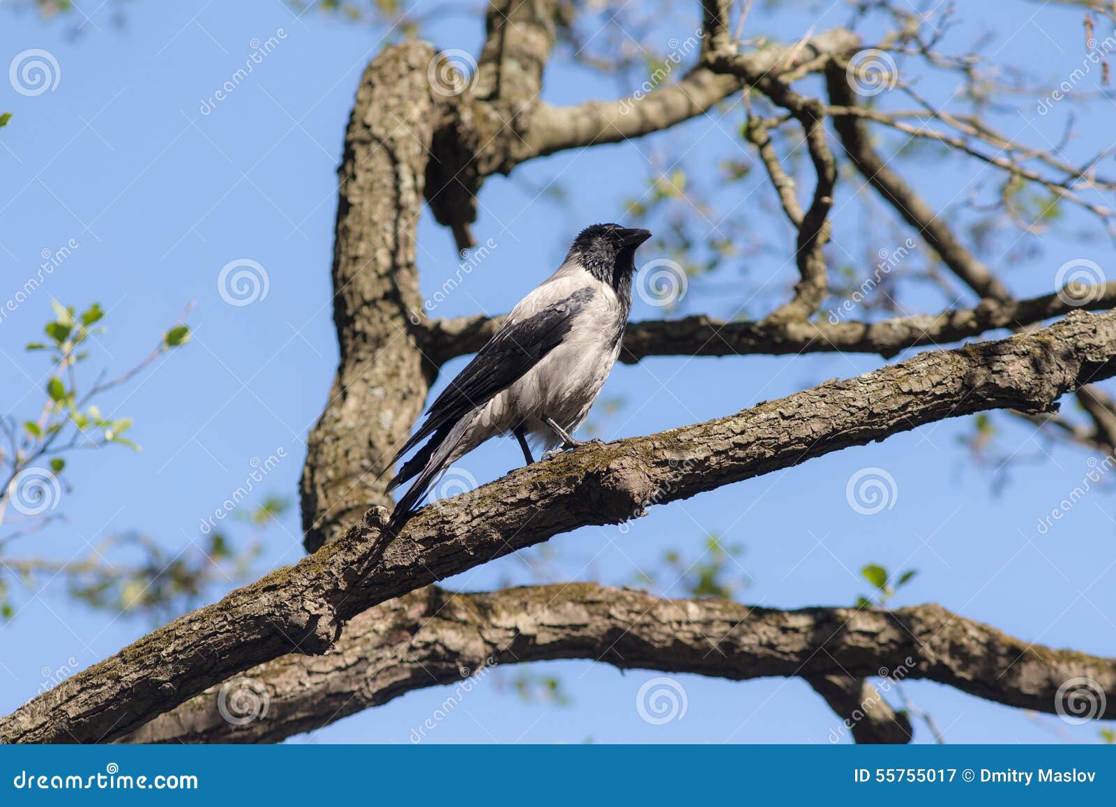 Crow Sitting on Spring Tree Stock Image - Image of foliage, bright ...