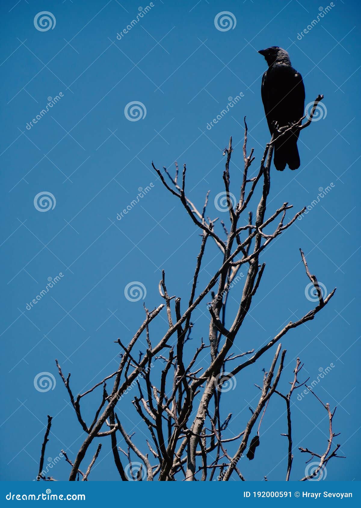 Crow Sitting on a Tall Tree, Wildlife Stock Image - Image of background ...