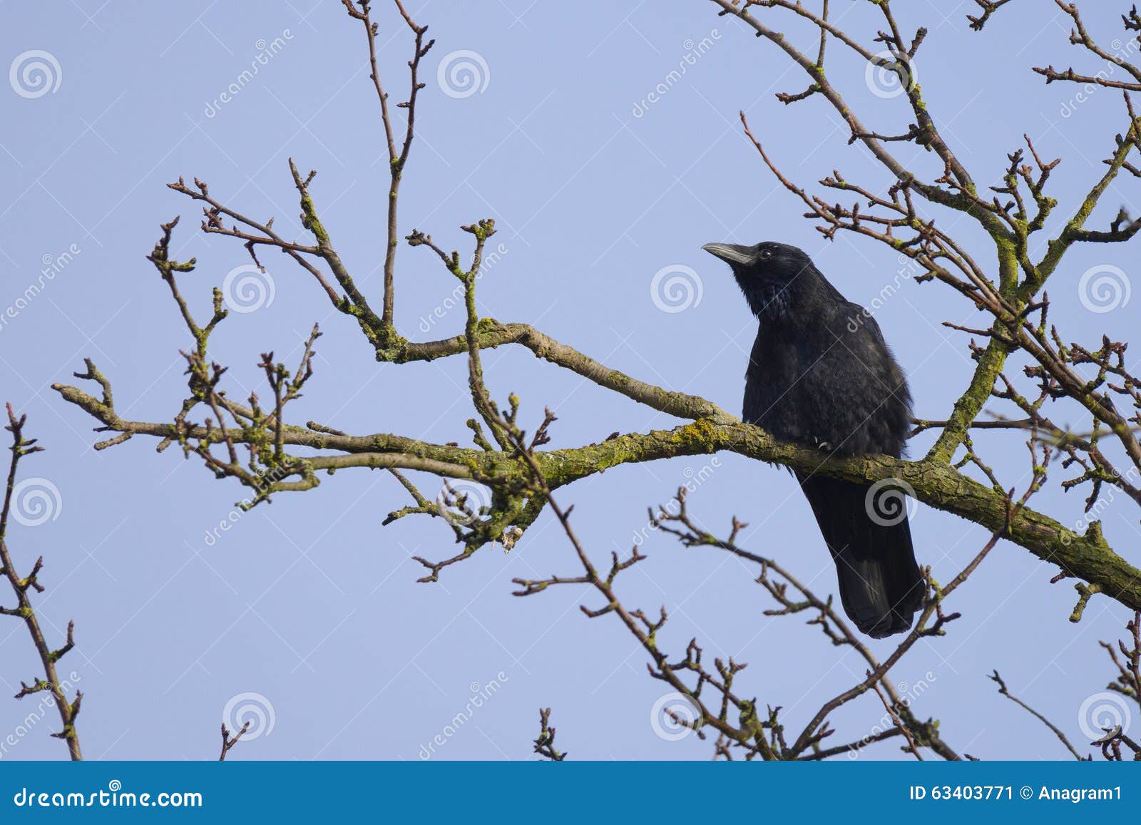 Crow sitting on a tree stock image. Image of winter, death - 63403771