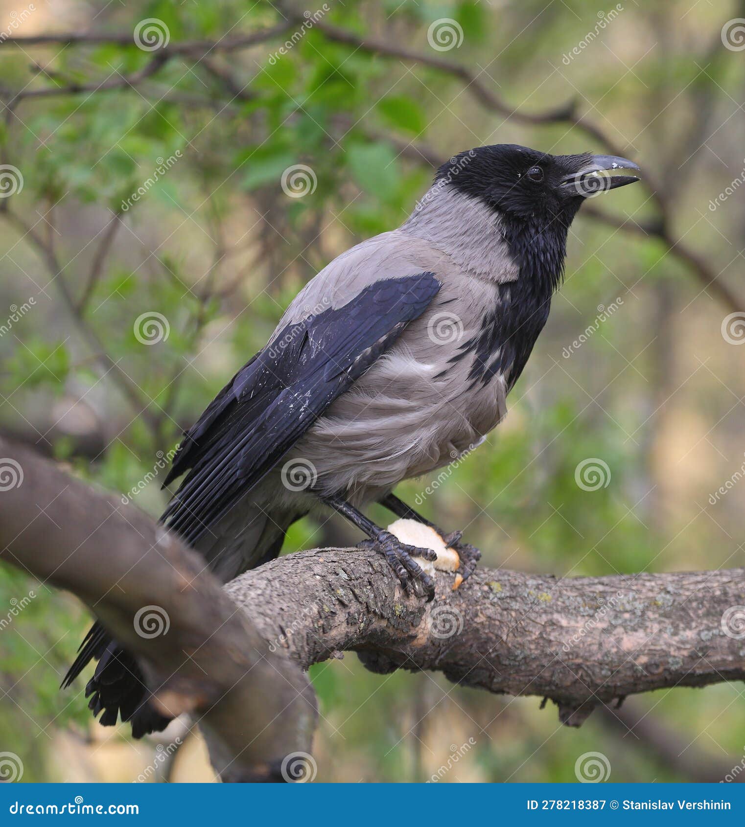 Crow is Sitting on a Tree Branch Stock Image - Image of raven, tree ...