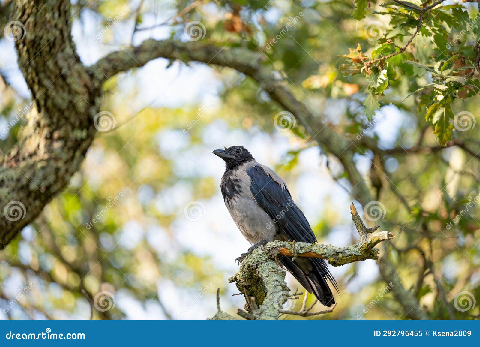 Crow sitting on a tree stock image. Image of crow, forest - 292796455