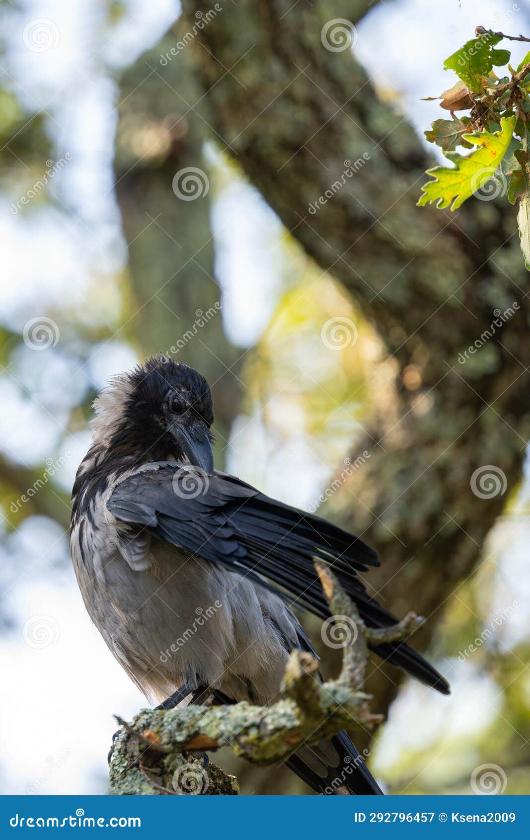 Crow sitting on a tree stock image. Image of tree, nature - 292796457