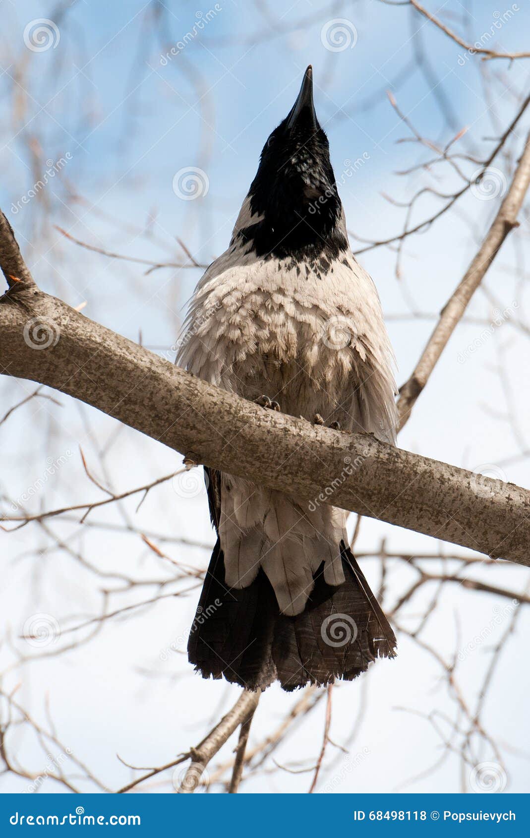 Crow stock photo. Image of fall, plant, raven, blue, season - 68498118