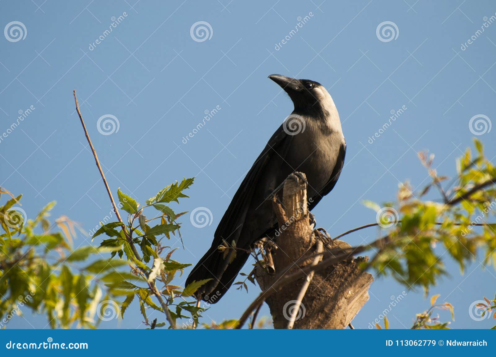 A Single Crow on the Top of the Tree Stock Image - Image of ...
