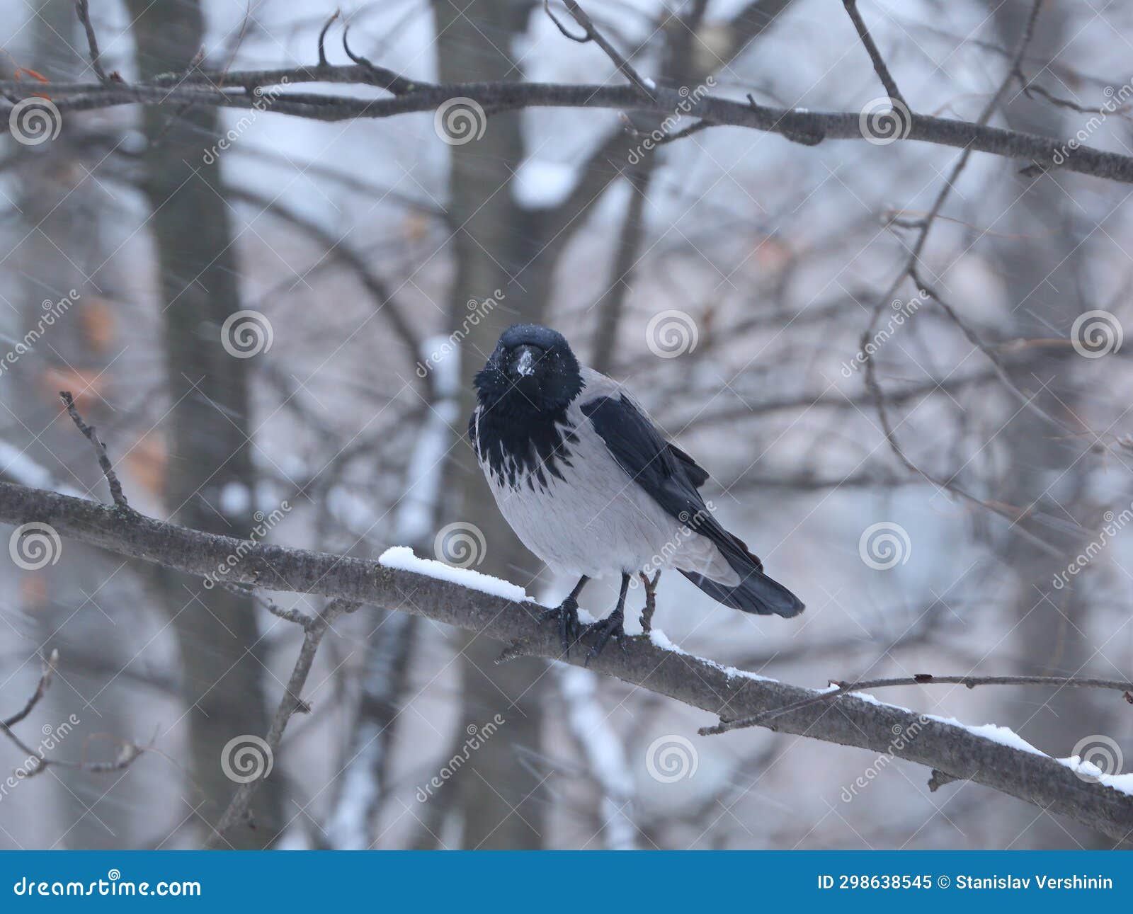 Crow is Sitting on a Tree Branch with Snow Stock Image - Image of snow ...