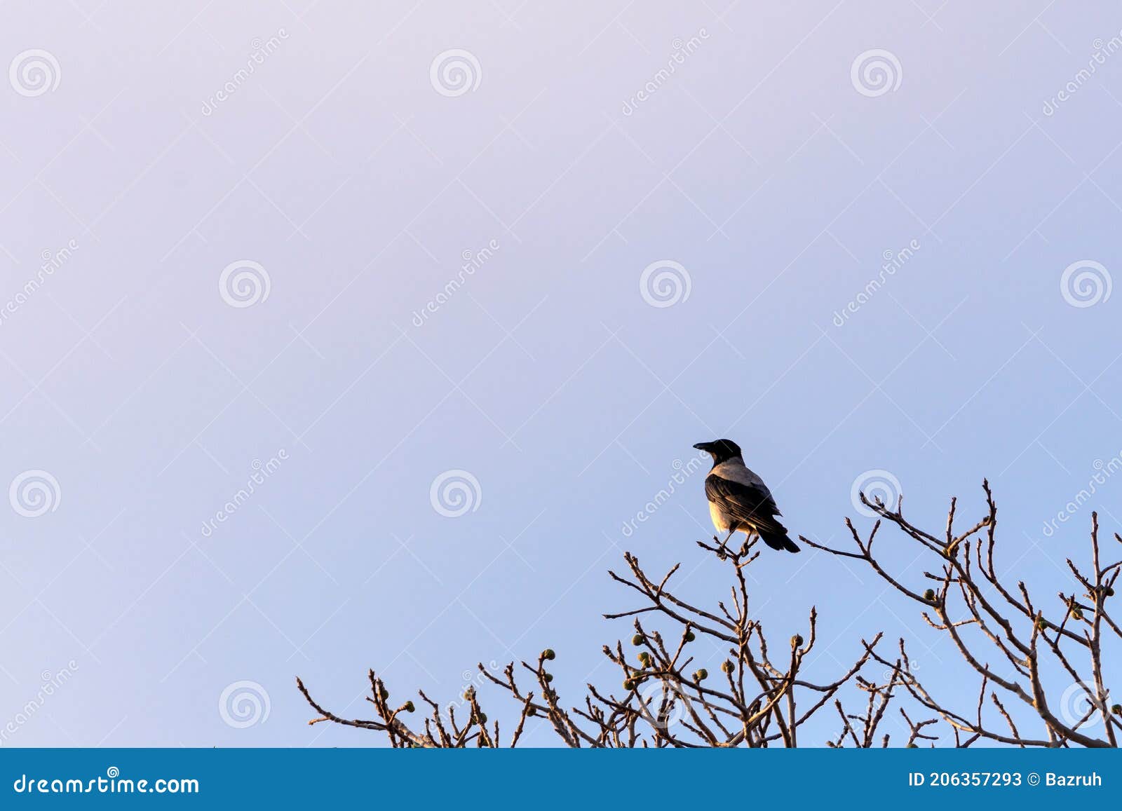 Crow sitting on a tree stock image. Image of fauna, silhouette - 206357293